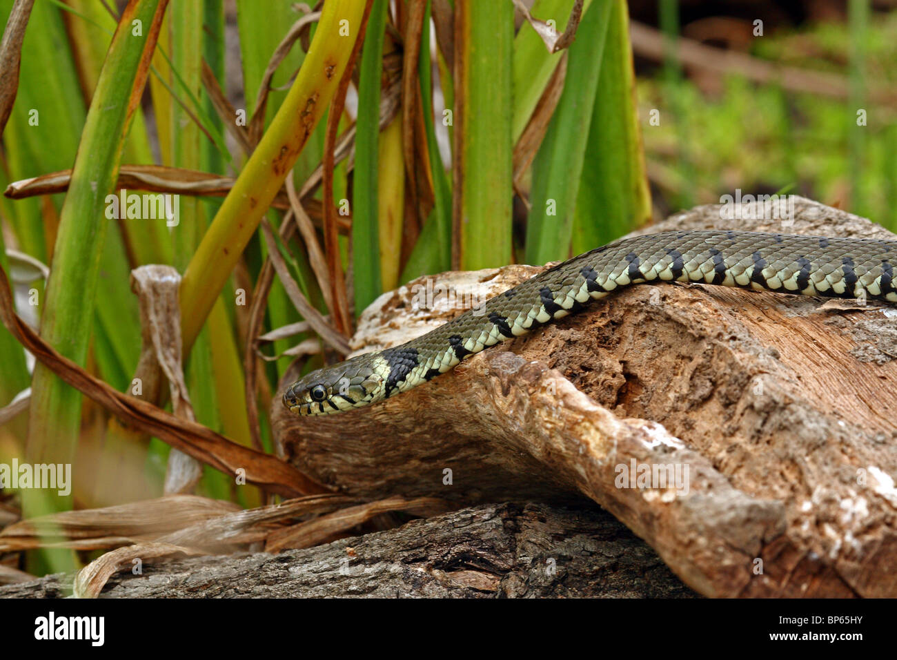 Grass Snake (Natrix natrix Stock Photo - Alamy