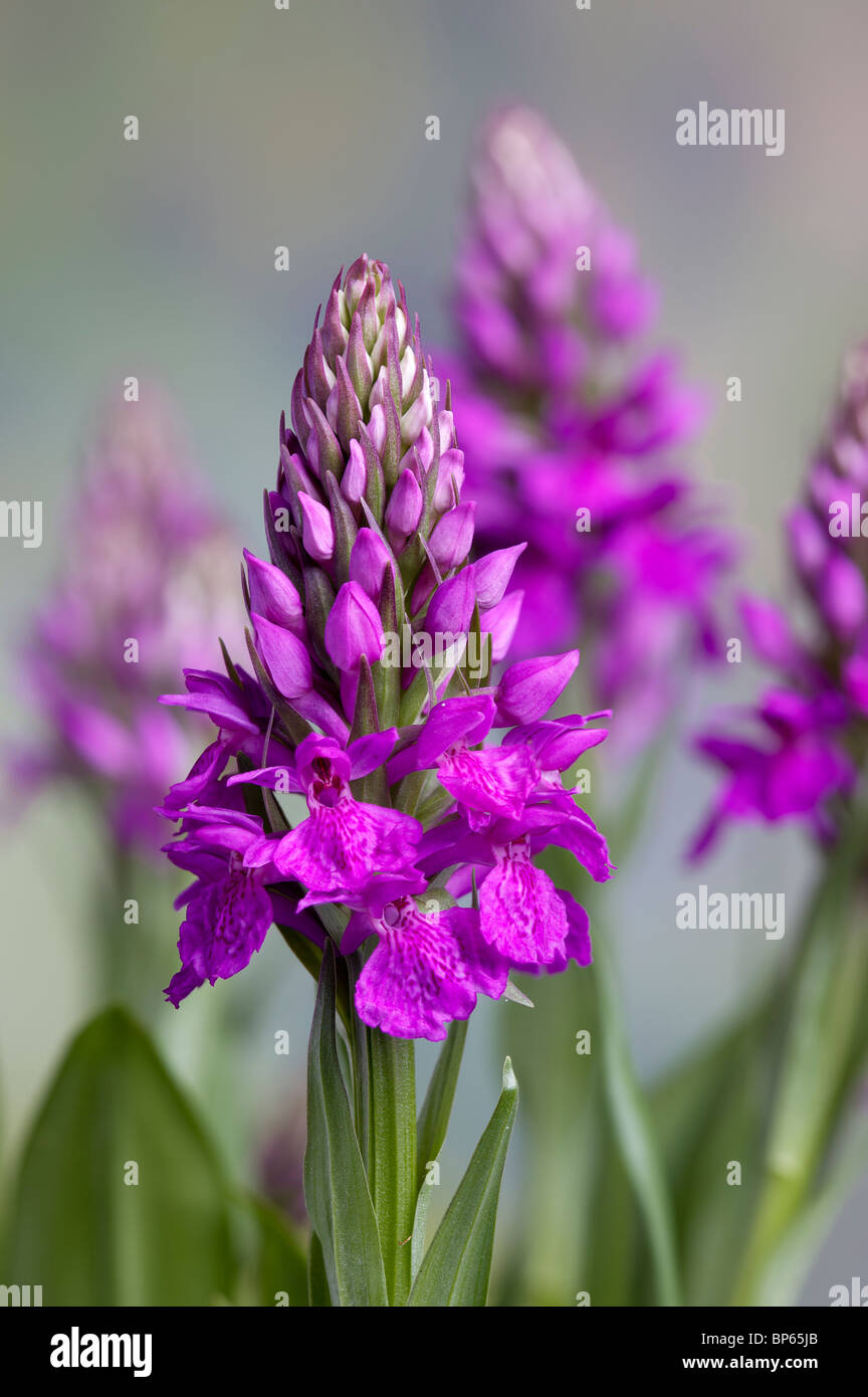 Madeira Orchid, Dactylorhiza foliosa Stock Photo - Alamy