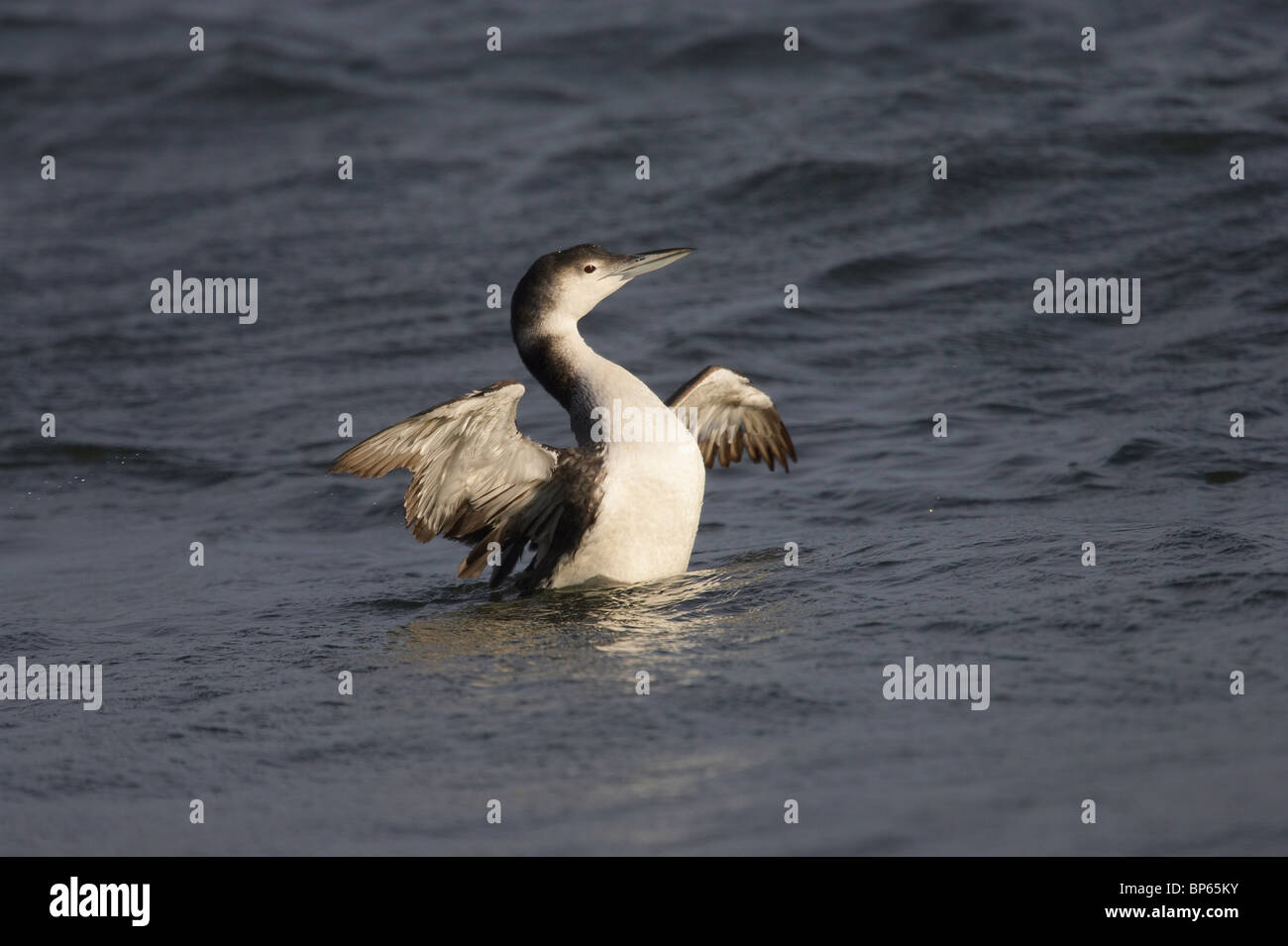 Common Loon in Non-breeding Plumage Beating Its Wings in the Water ...