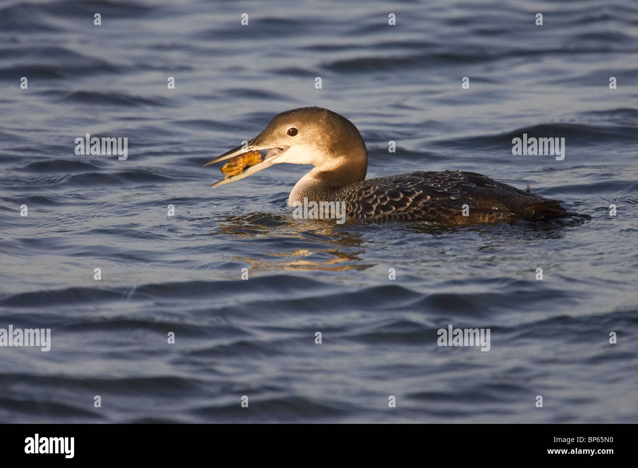 Common Loon in Winter Plumage Eating a Crab Stock Photo - Alamy