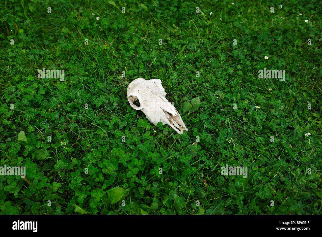 Skull of a Sheep Stock Photo - Alamy