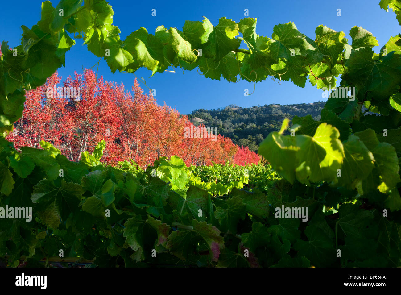 Fall grape leaves and vines hi-res stock photography and images - Alamy