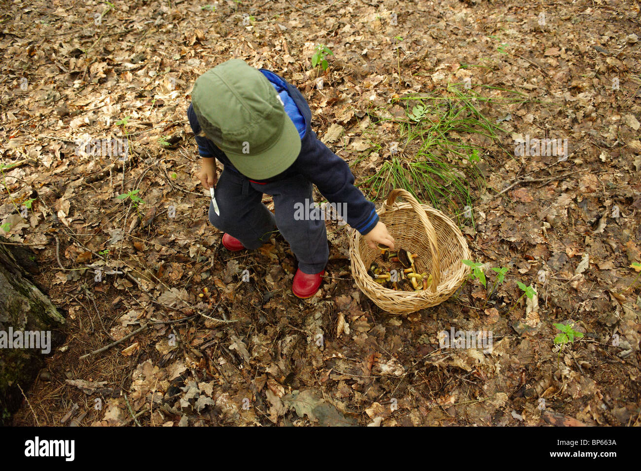 Child boy picking up Mushrooms Stock Photo - Alamy
