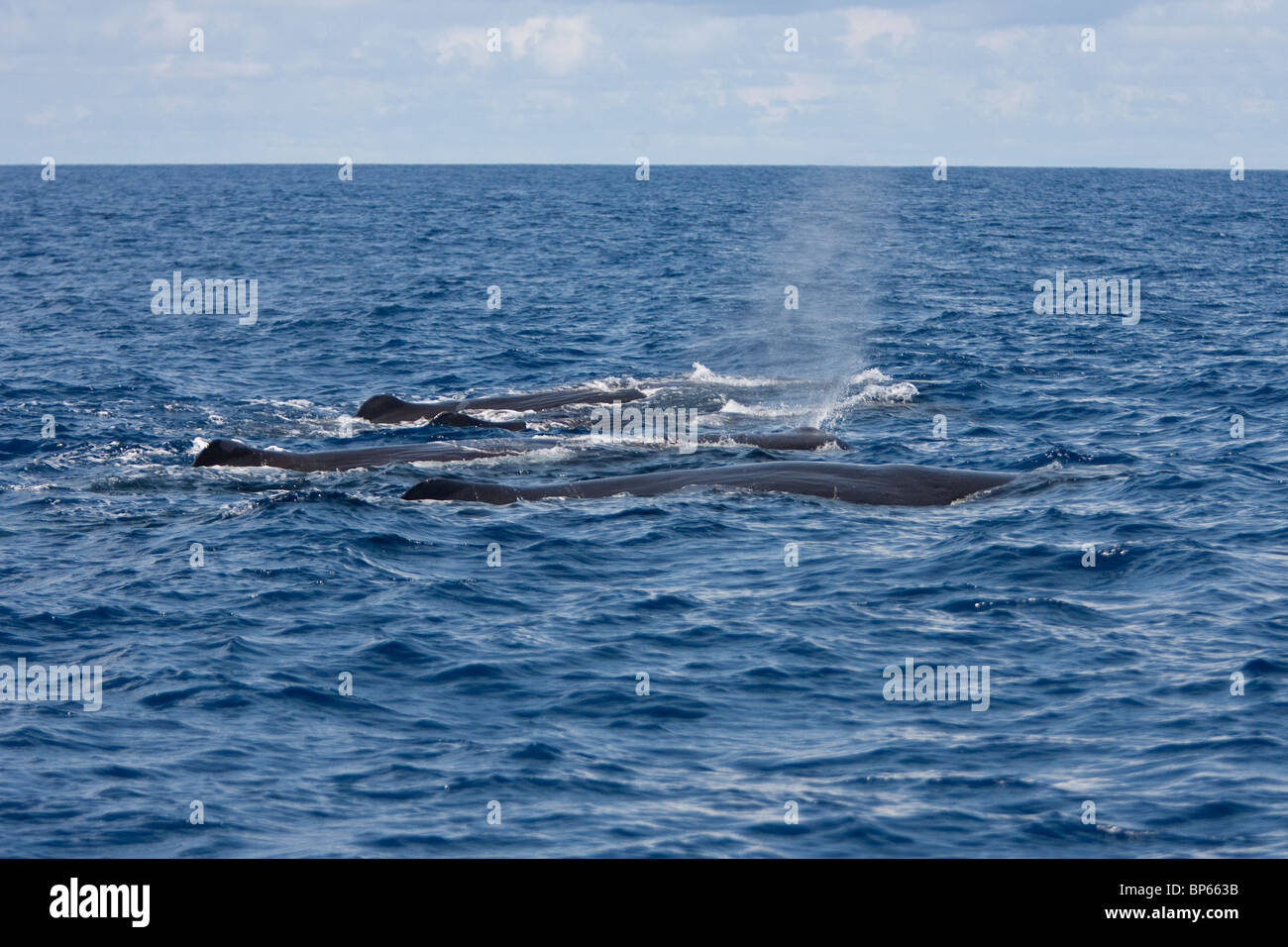 Sperm Whale, Cachalote, Pottwal, Physeter macrocephalus, Sri Lanka South coast group logging in ...