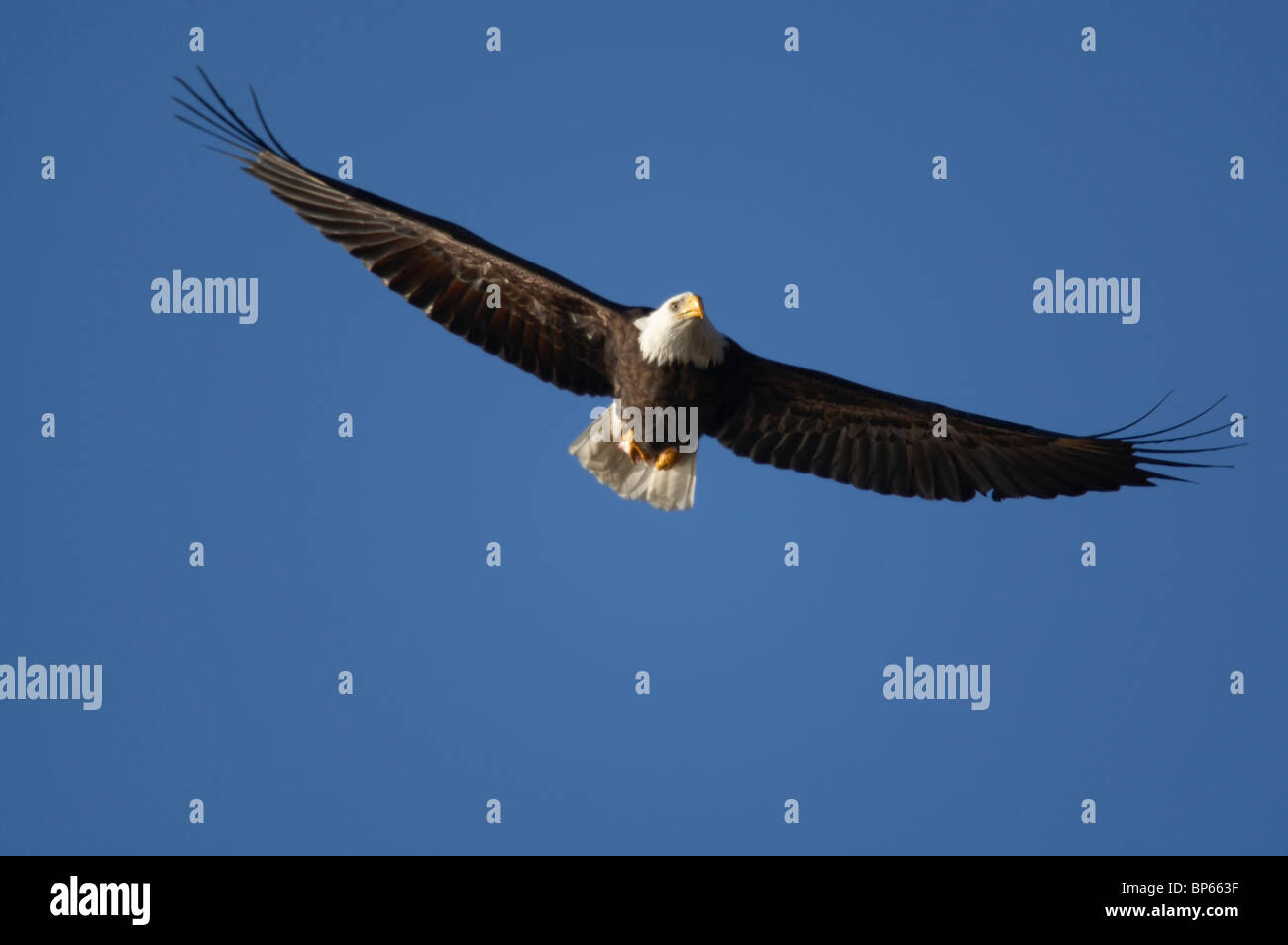 Male eagle hi-res stock photography and images - Alamy