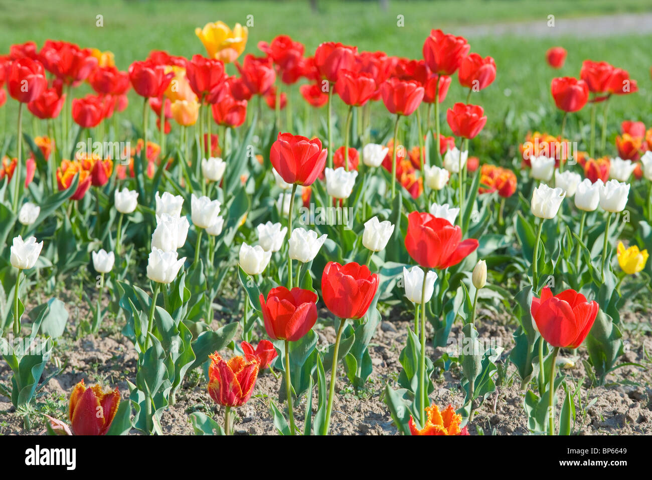 Spring beautiful red and white tulip flowers (nature background Stock ...