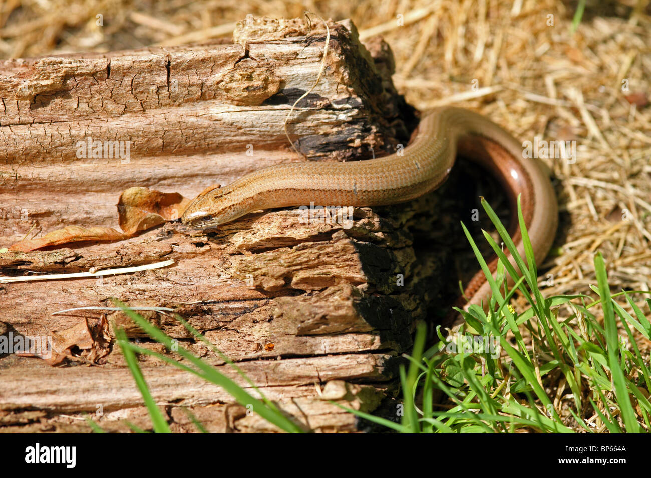 Slow Worm (Anguis fragilis) - a legless lizard Stock Photo - Alamy