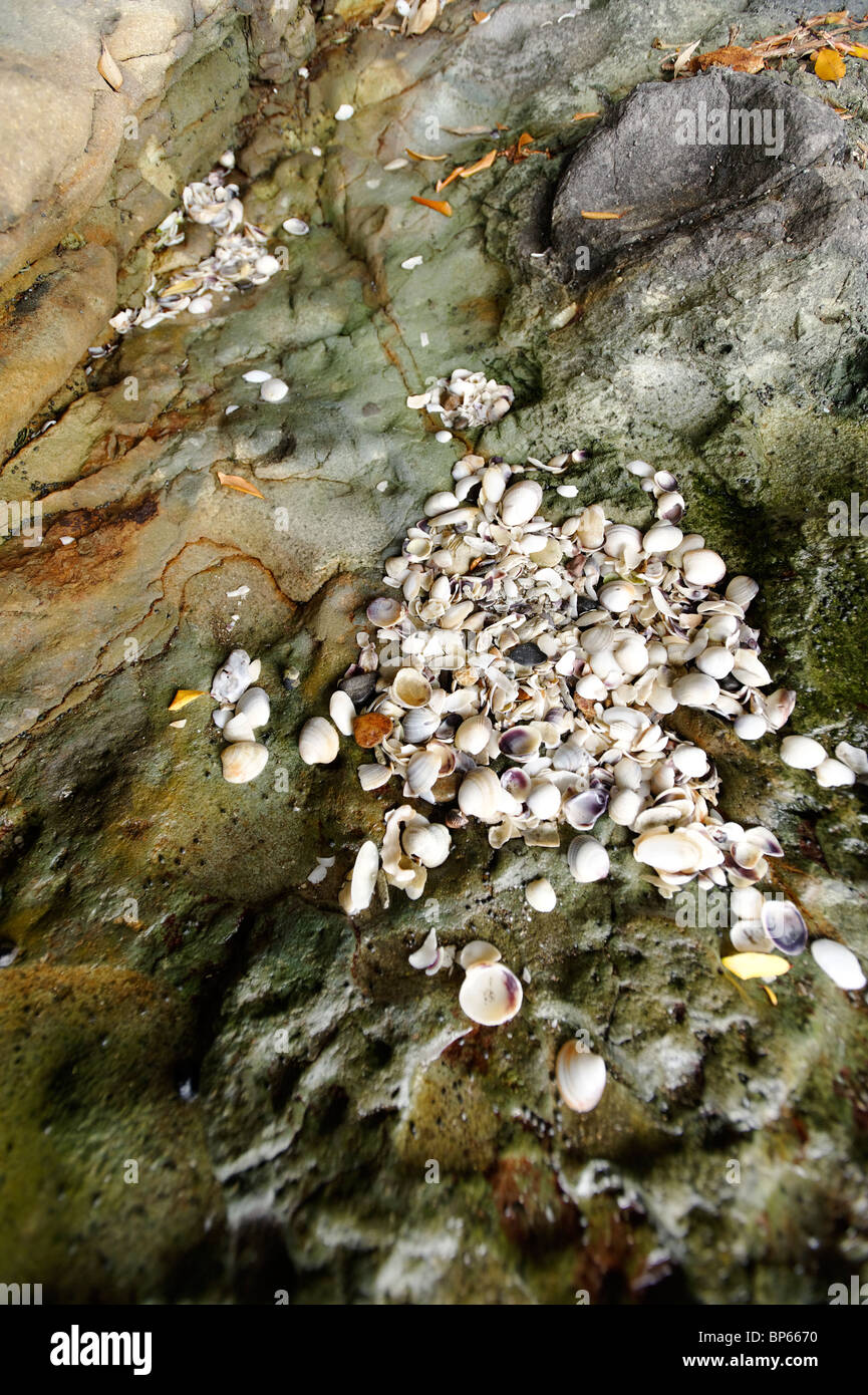 Shells on Shelly Beach, New Zealand Stock Photo - Alamy