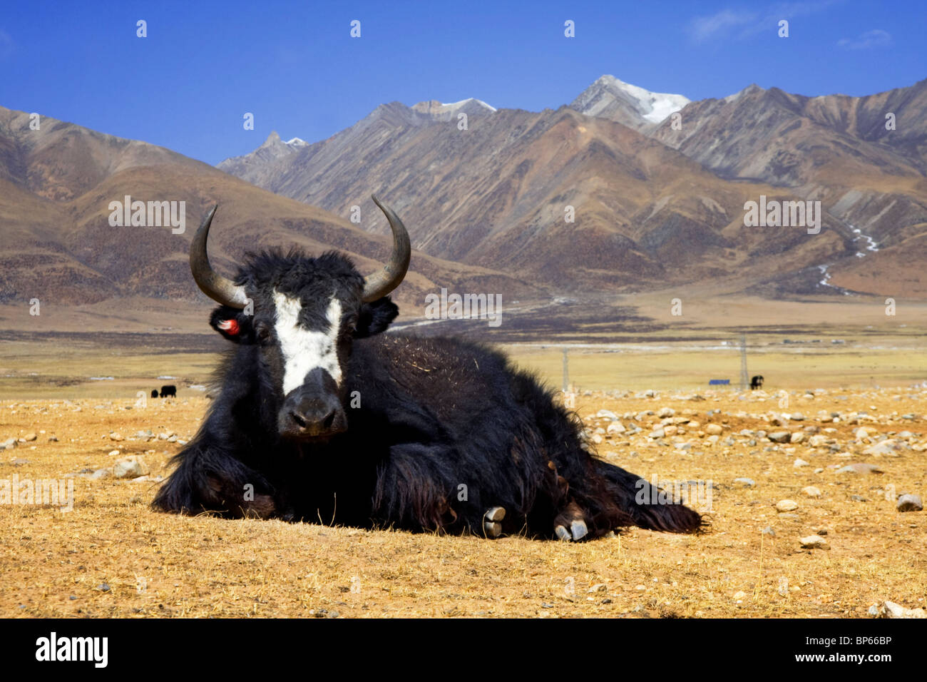 A Yak rests on a Tibetan plain, TIbet, China Stock Photo - Alamy