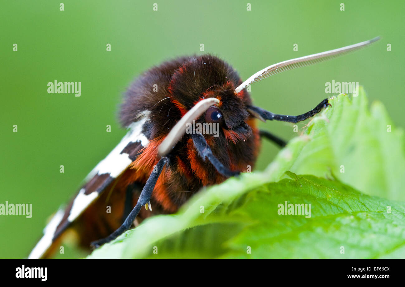 Moths flying night hi-res stock photography and images - Alamy