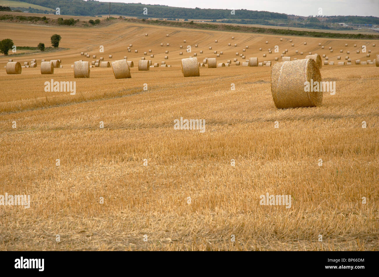 field of straw bales Stock Photo - Alamy