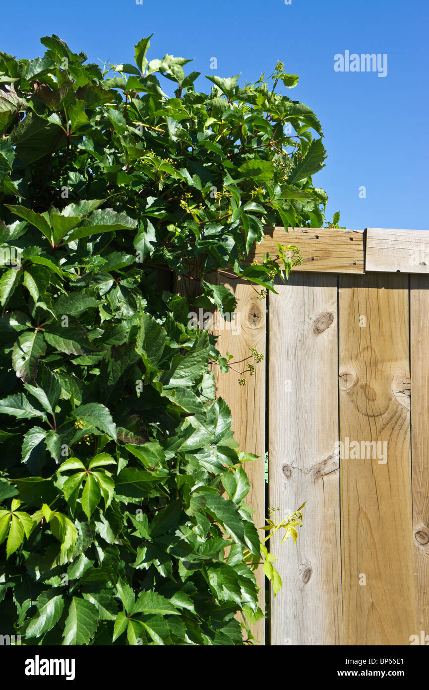 Virginia creeper on wooden fence Stock Photo - Alamy