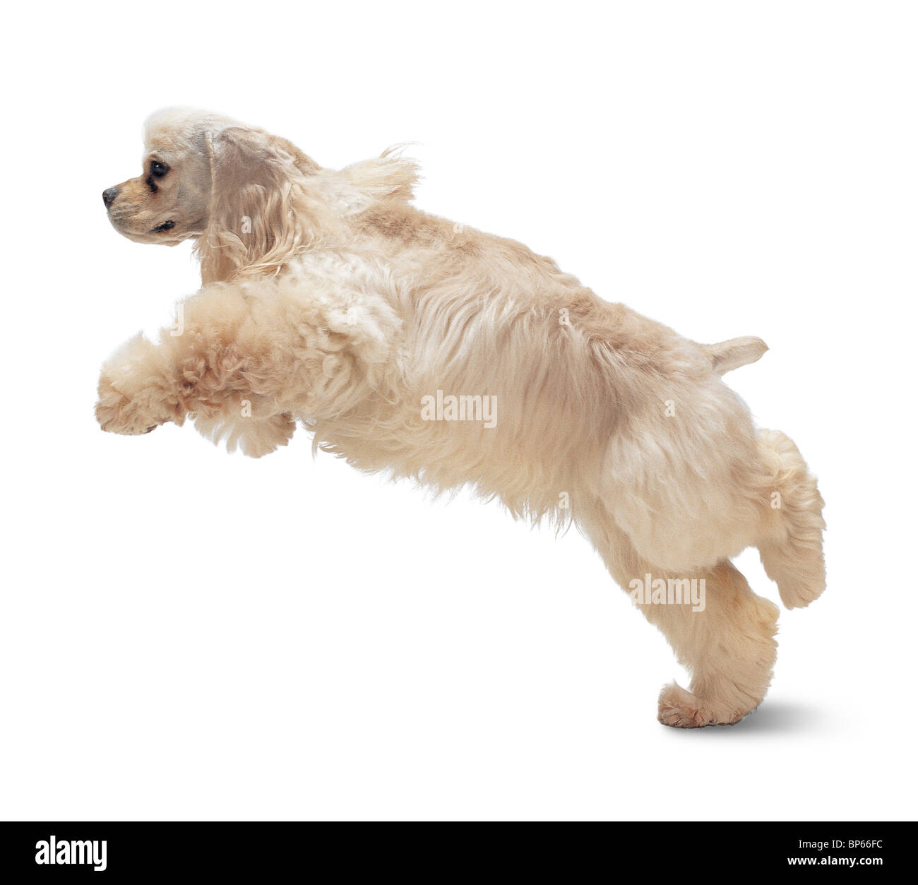 cocker spaniel leaping, jumping and running on white Stock Photo - Alamy