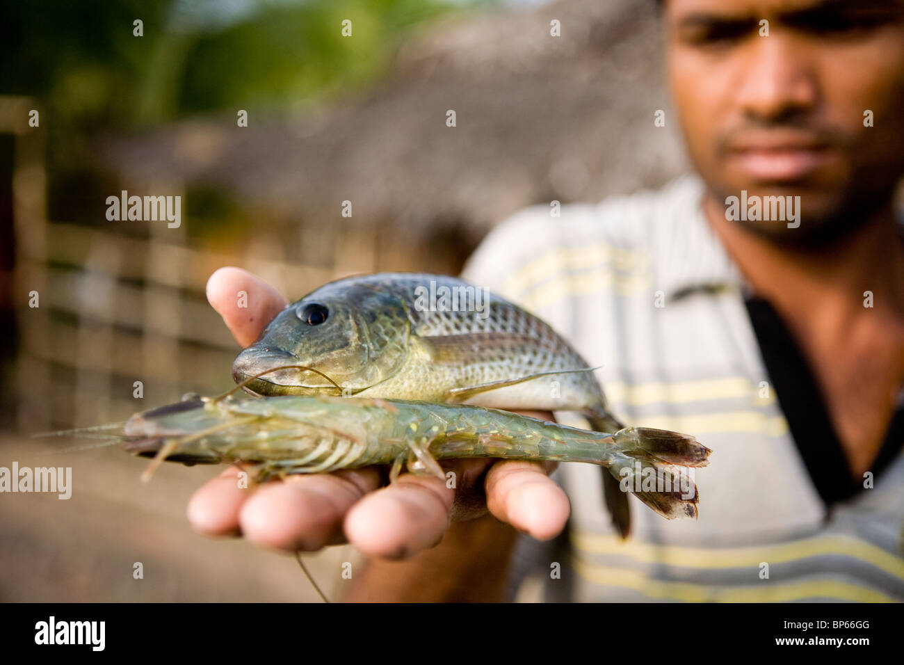 Man with fish and shrimp Stock Photo - Alamy