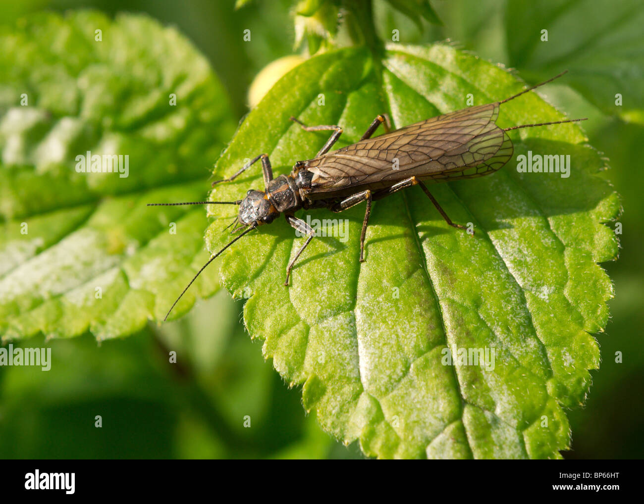Stonefly, Perlodes microcephala, photographed at the River Brock in ...