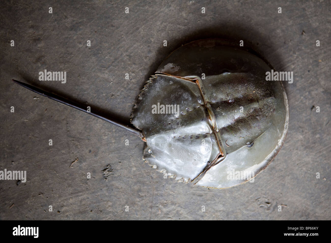 Hard shell crab hi-res stock photography and images - Alamy
