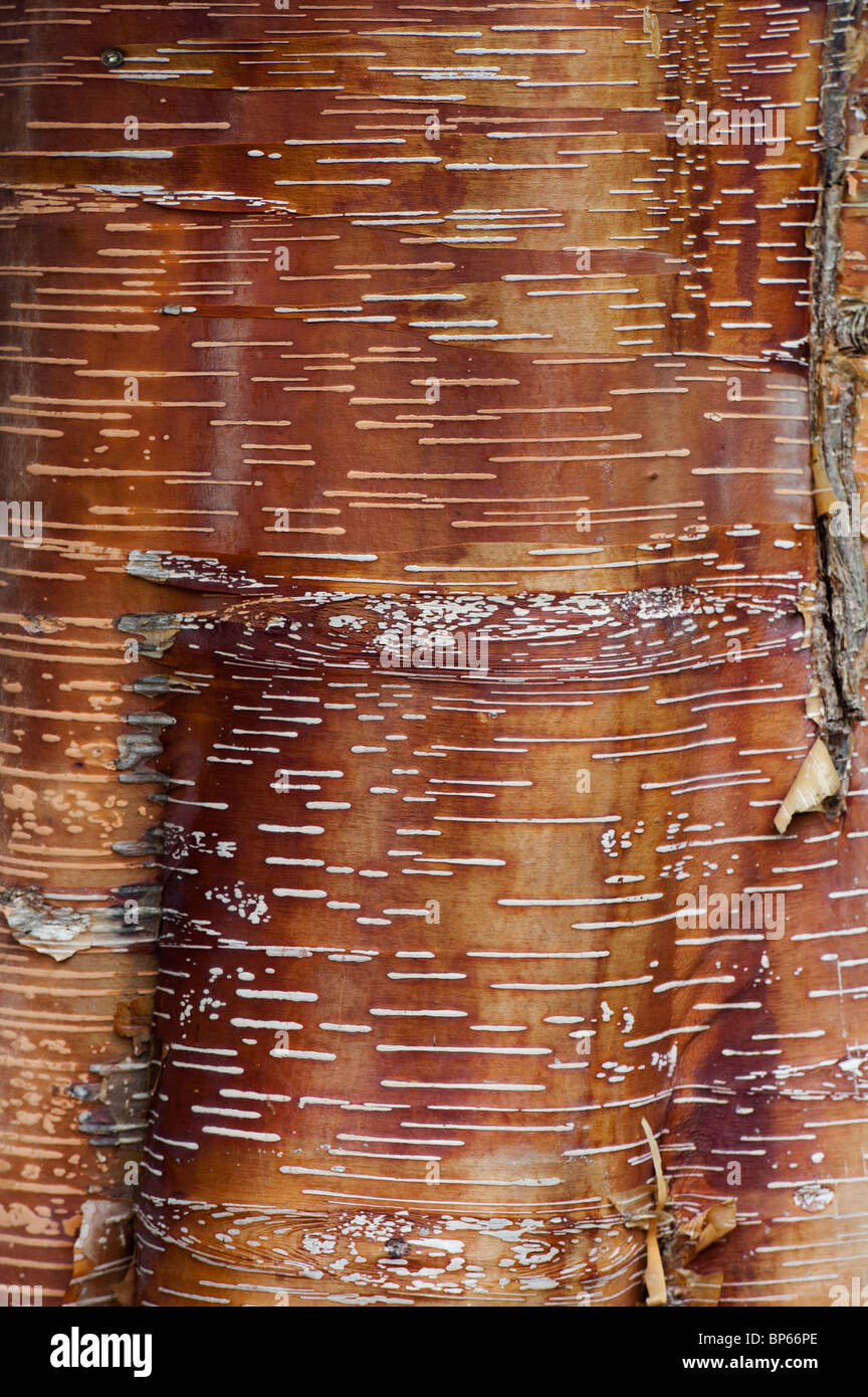 Betula Albosinensis 'Red Panda'. Chinese red birch tree bark Stock ...