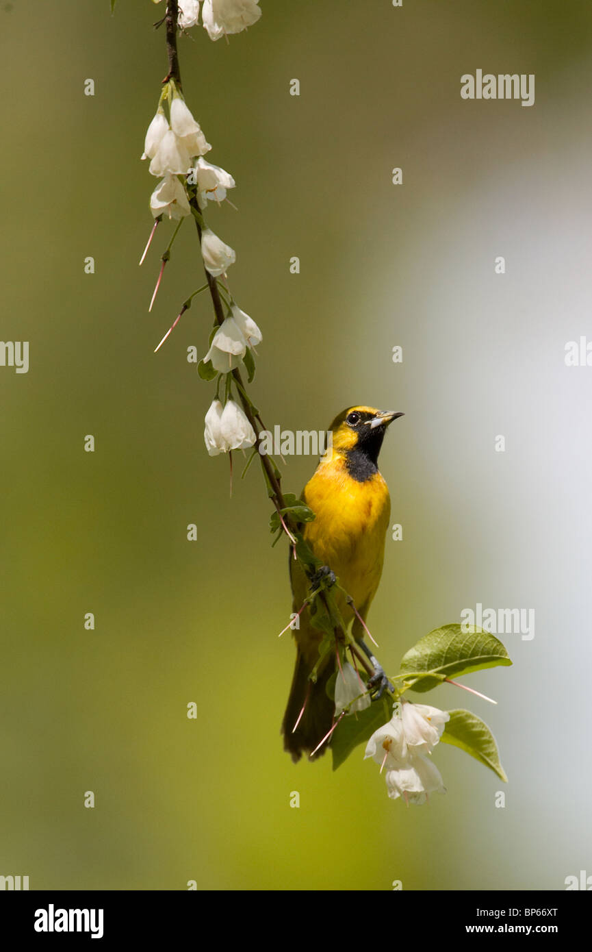 Orchard oriole hi-res stock photography and images - Alamy