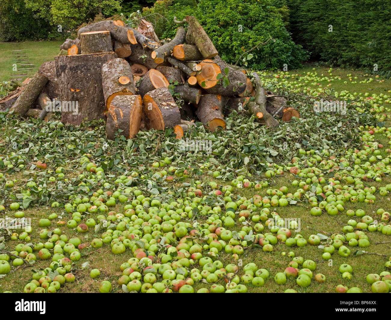 Apple tree cut hi-res stock photography and images - Alamy