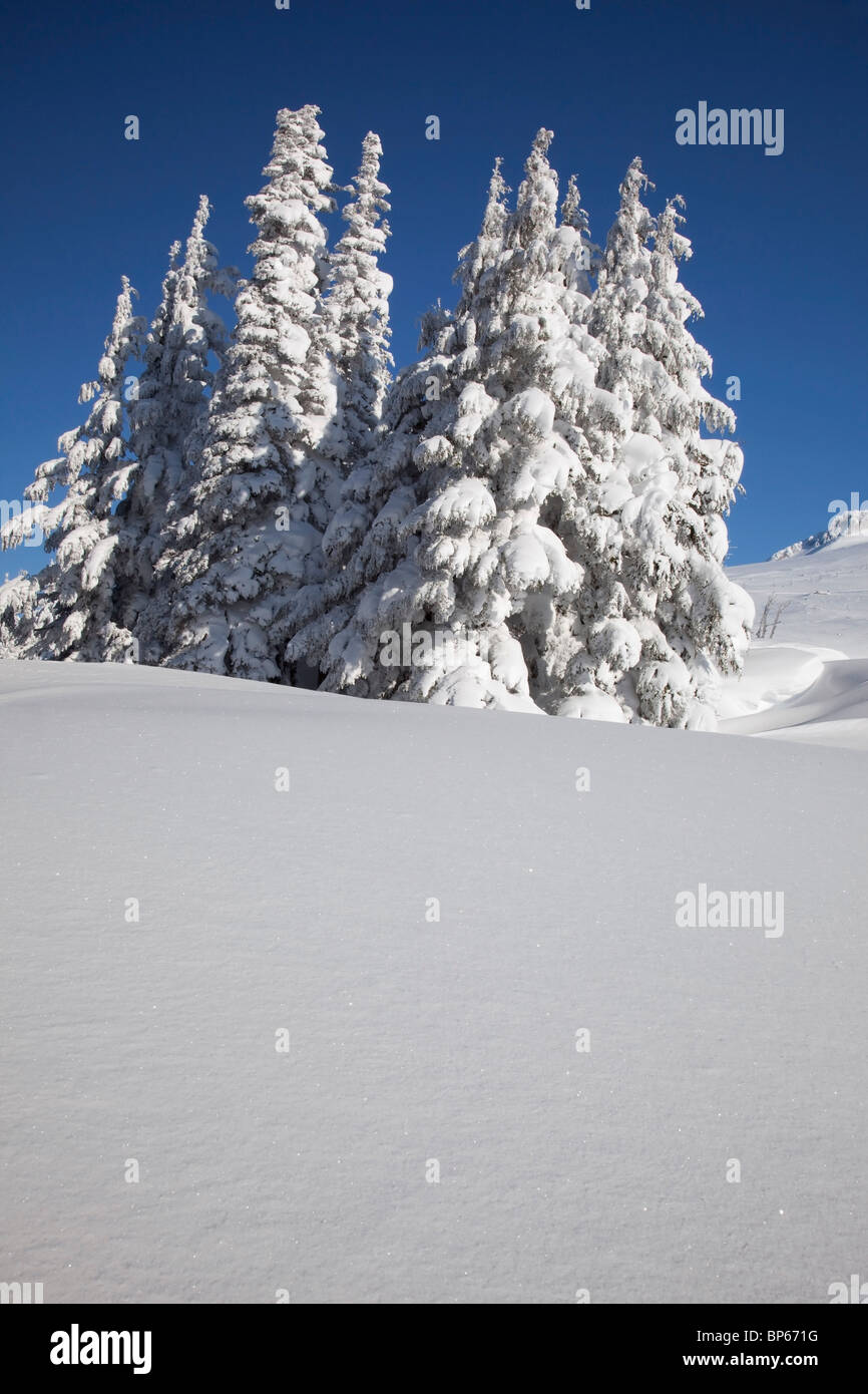 Oregon, United States Of America; Heavy Snow On The Trees On Timberline ...