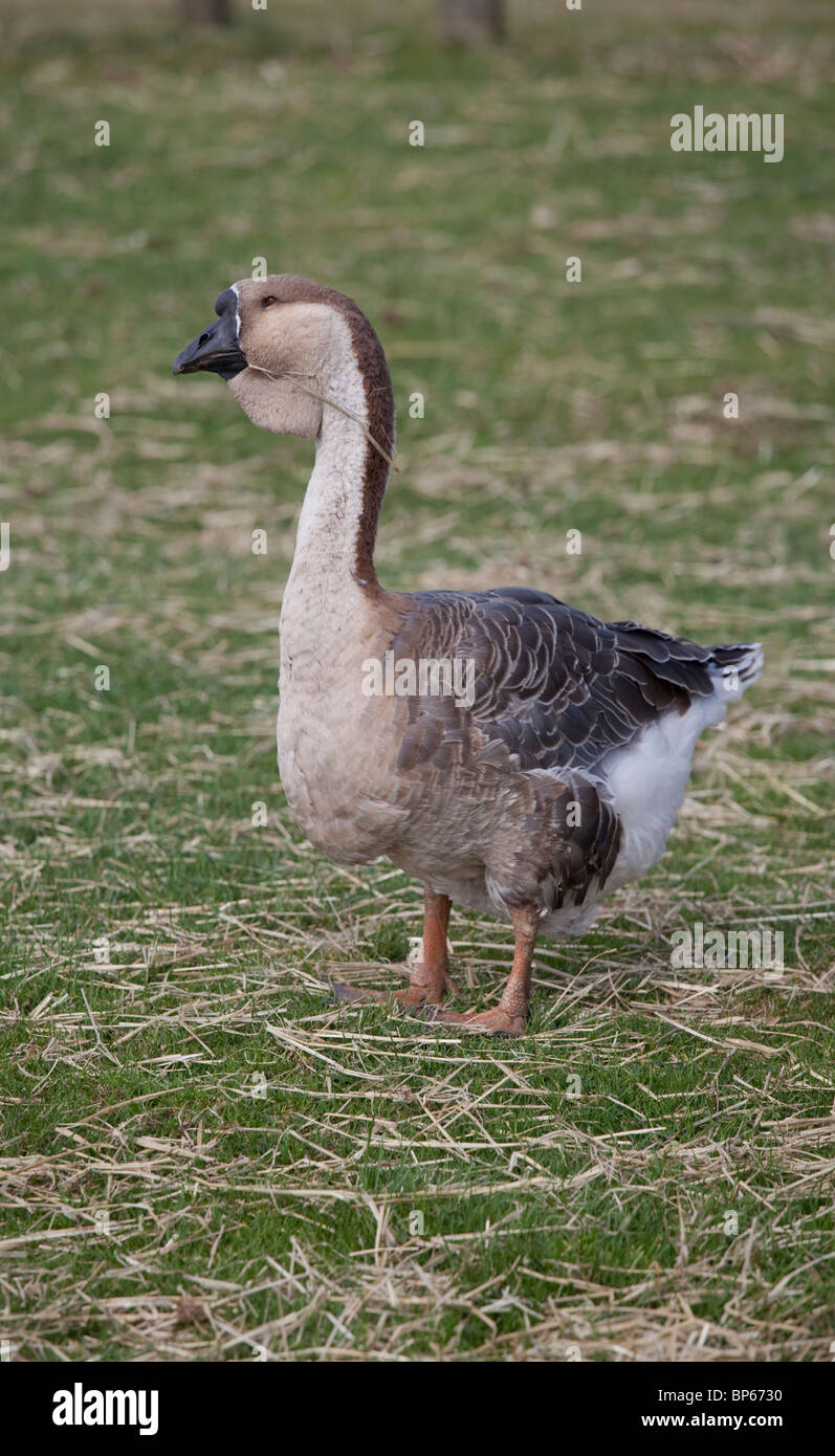 Black dewlap hi-res stock photography and images - Alamy