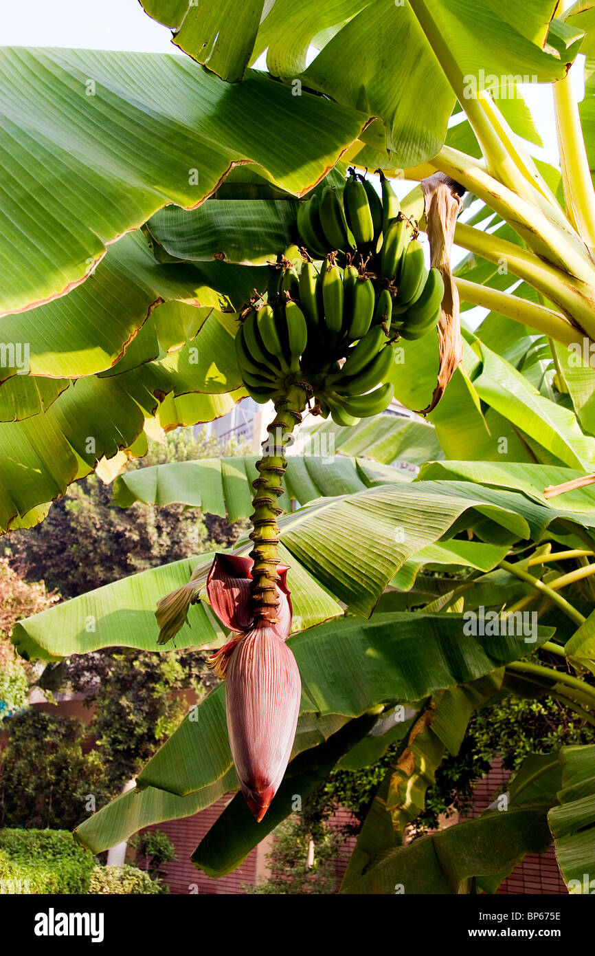 Banana fruit hanging from a plant with the flower below in the grounds ...