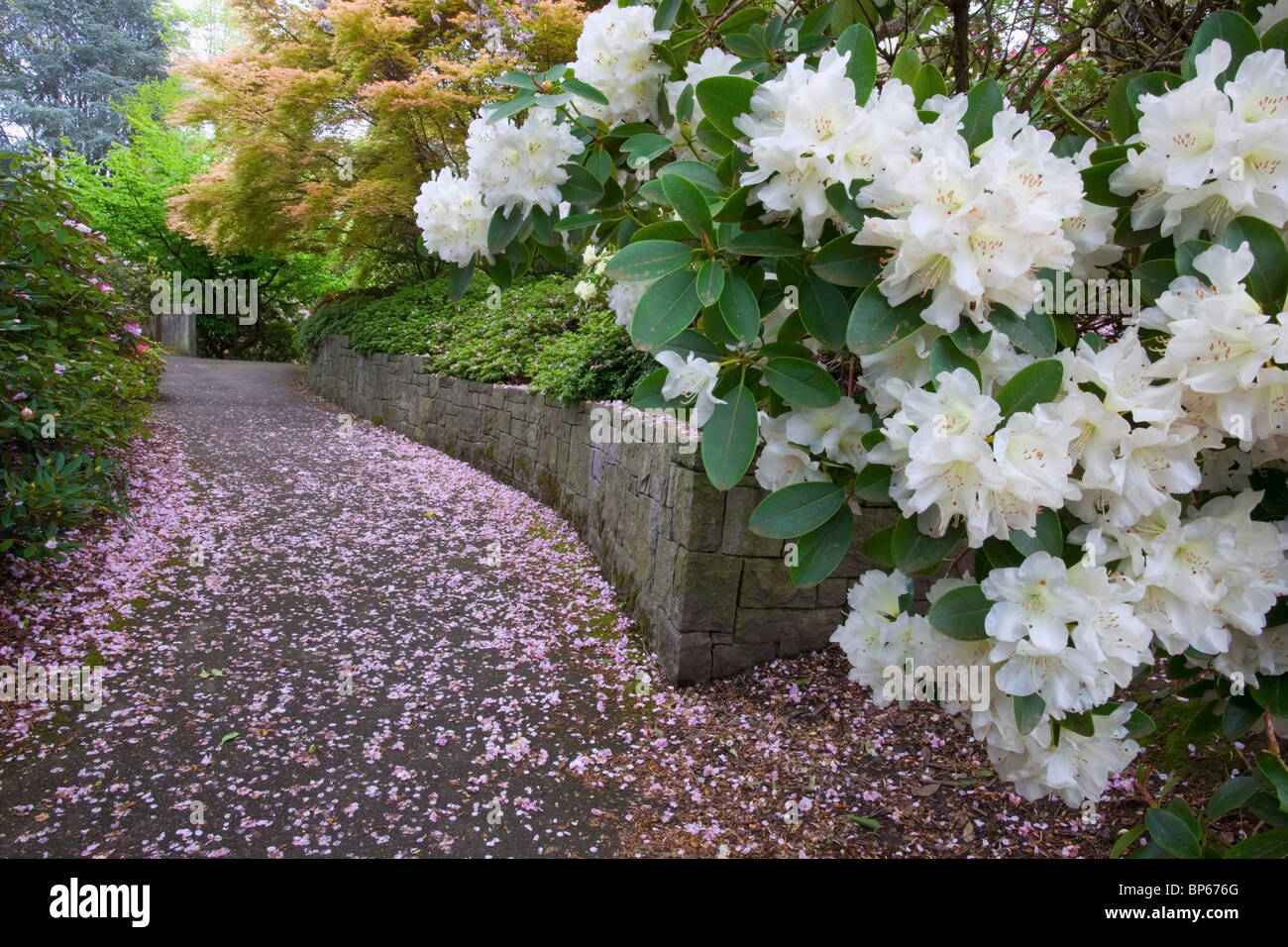 Portland, Oregon, United States Of America; Spring Flowers Along A Path ...