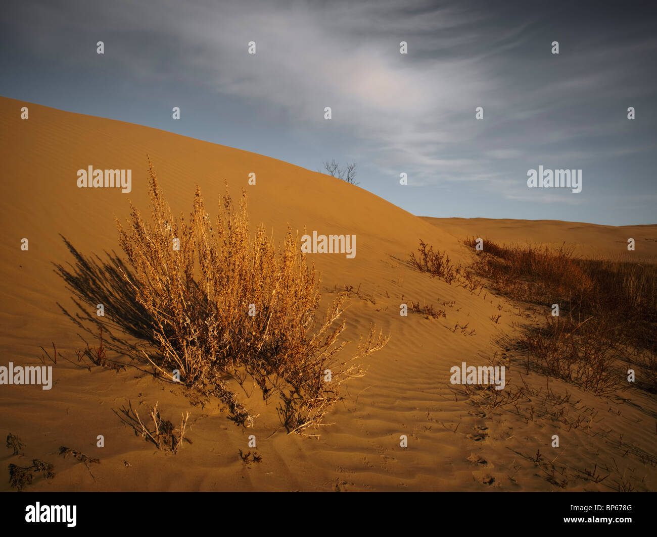 Sceptre, Saskatchewan, Canada; A Sand Dune Covering Scrub Bushes In The ...