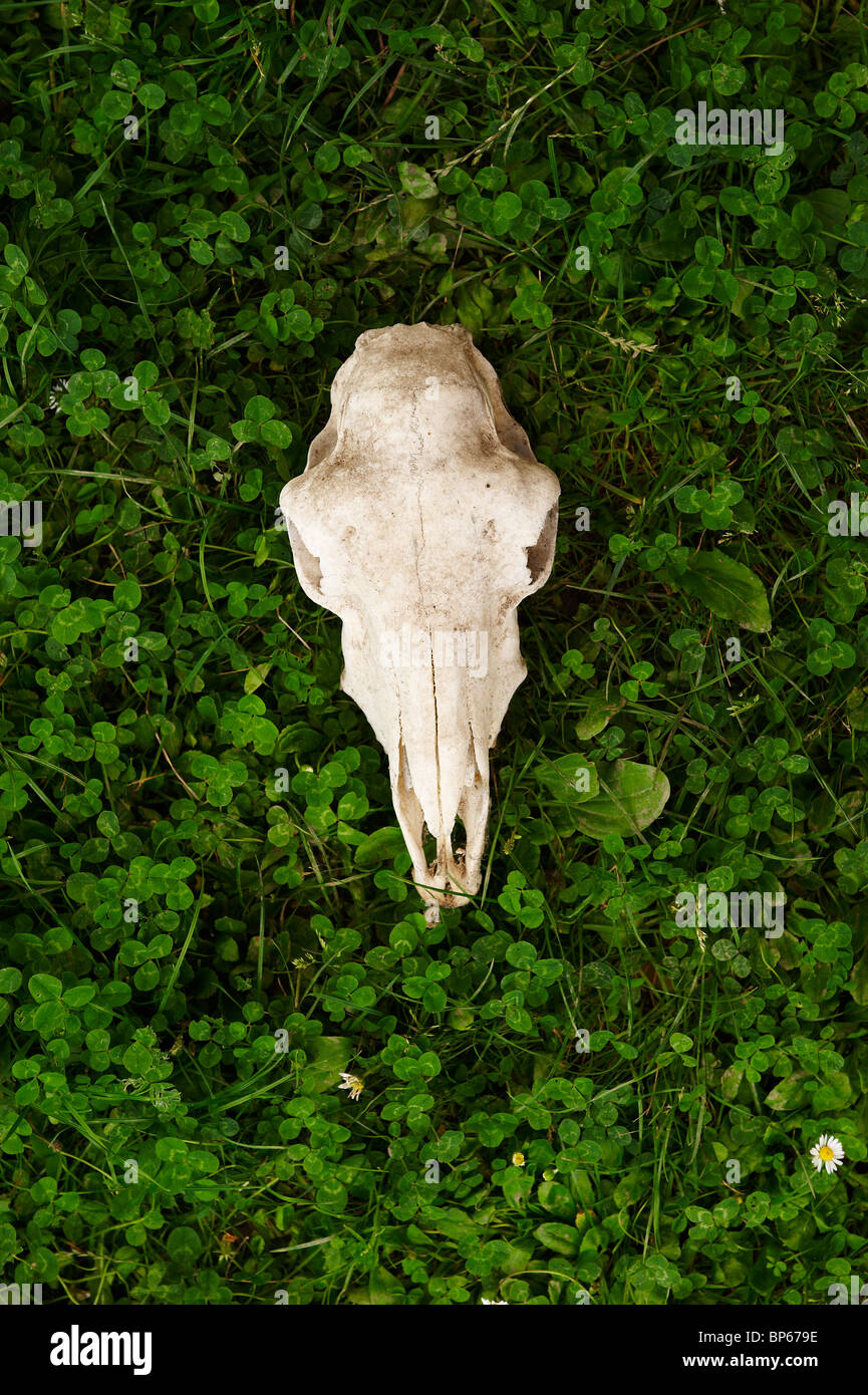 Skull of a Sheep Stock Photo - Alamy