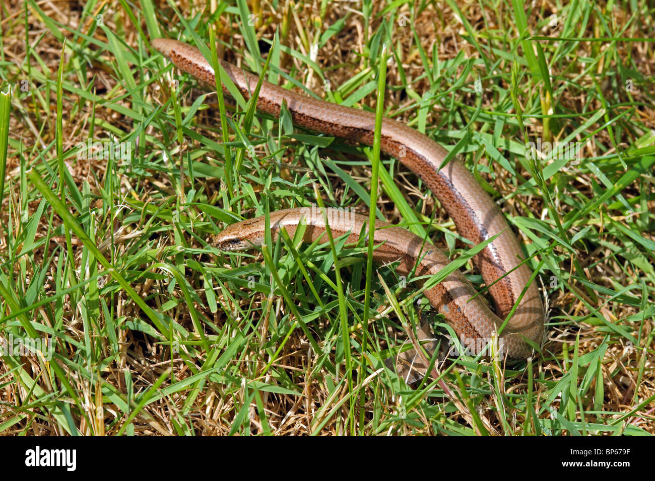 Slow Worm (Anguis fragilis) - a legless lizard Stock Photo - Alamy