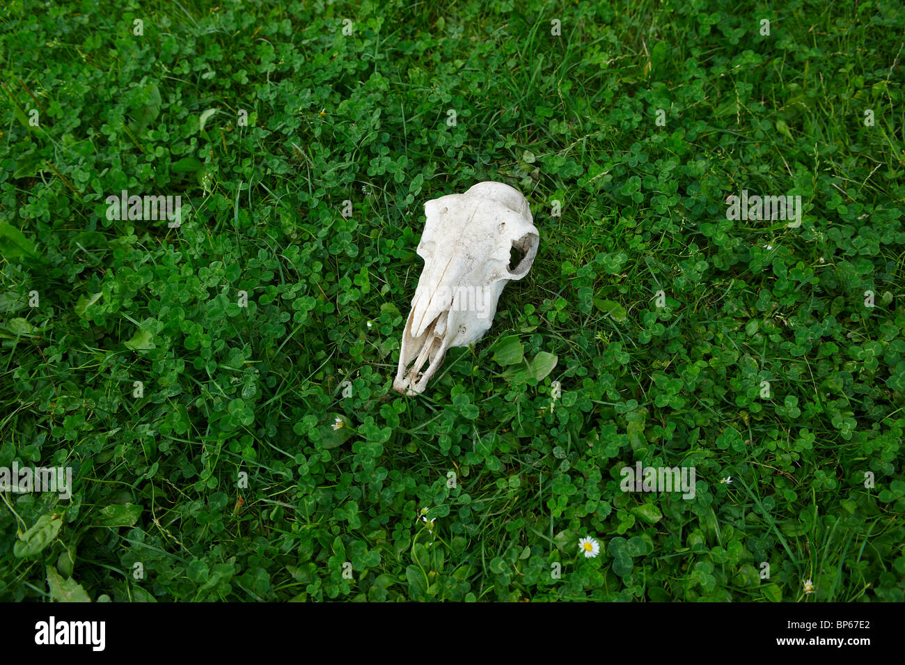 Skull of a Sheep Stock Photo - Alamy