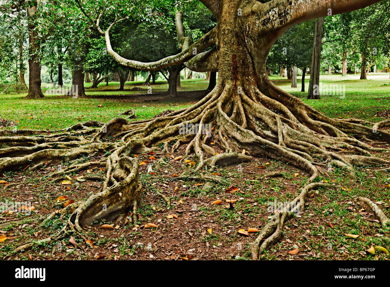 Tropical tree root Stock Photo - Alamy