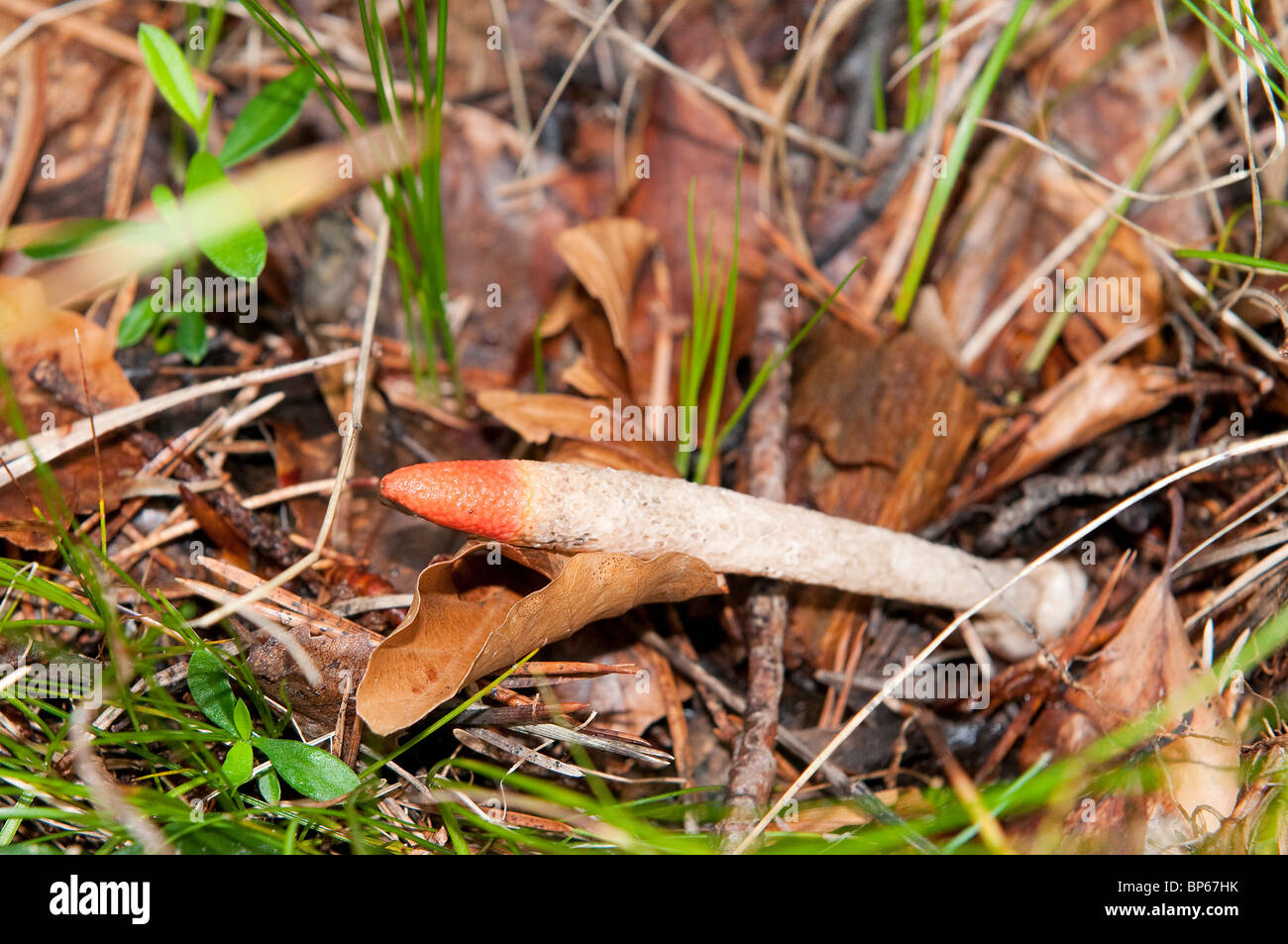 Mutinus caninus mushroom hi-res stock photography and images - Alamy