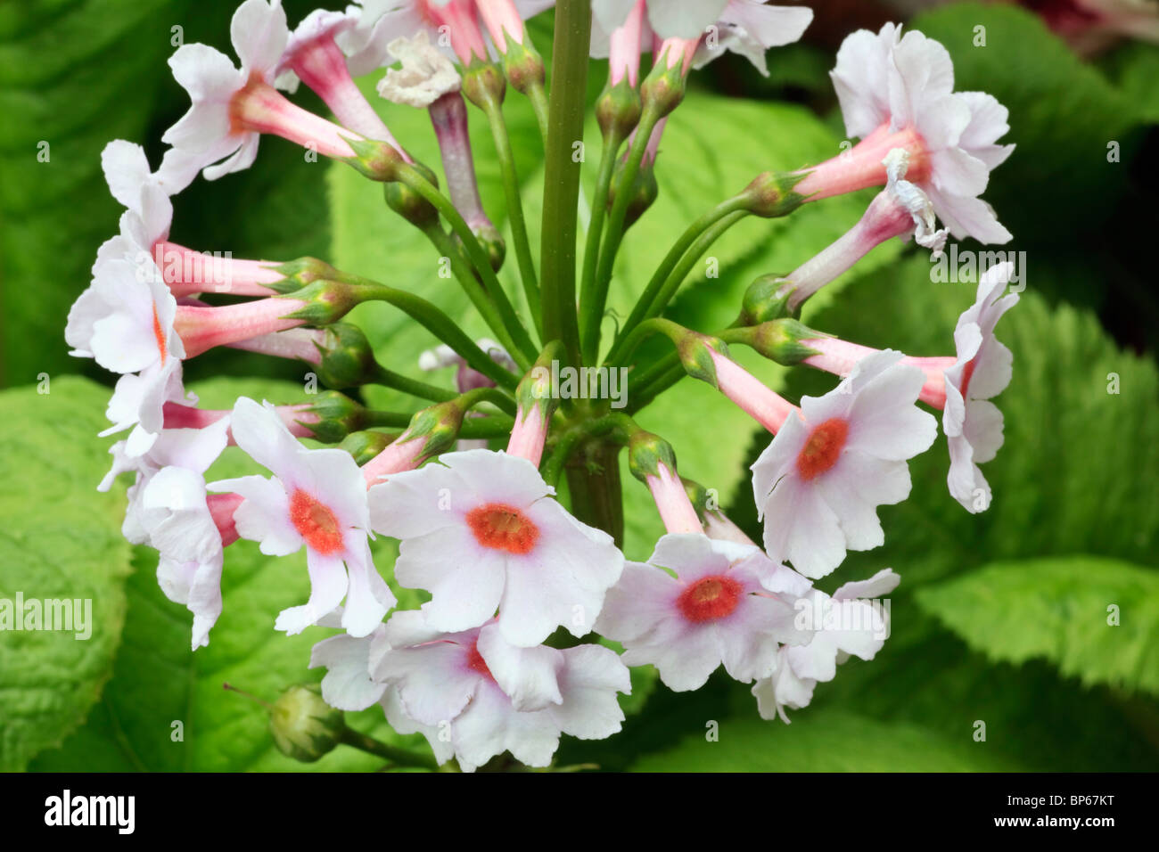 Portland, Oregon, United States Of America; Spring Flowers In Crystal ...