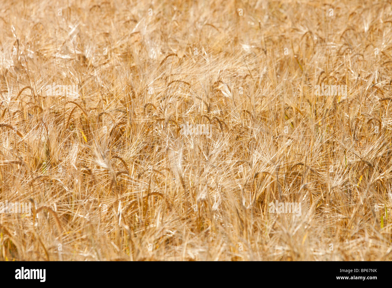 Cereal crops growing in Weybourne, Norfolk, UK Stock Photo - Alamy
