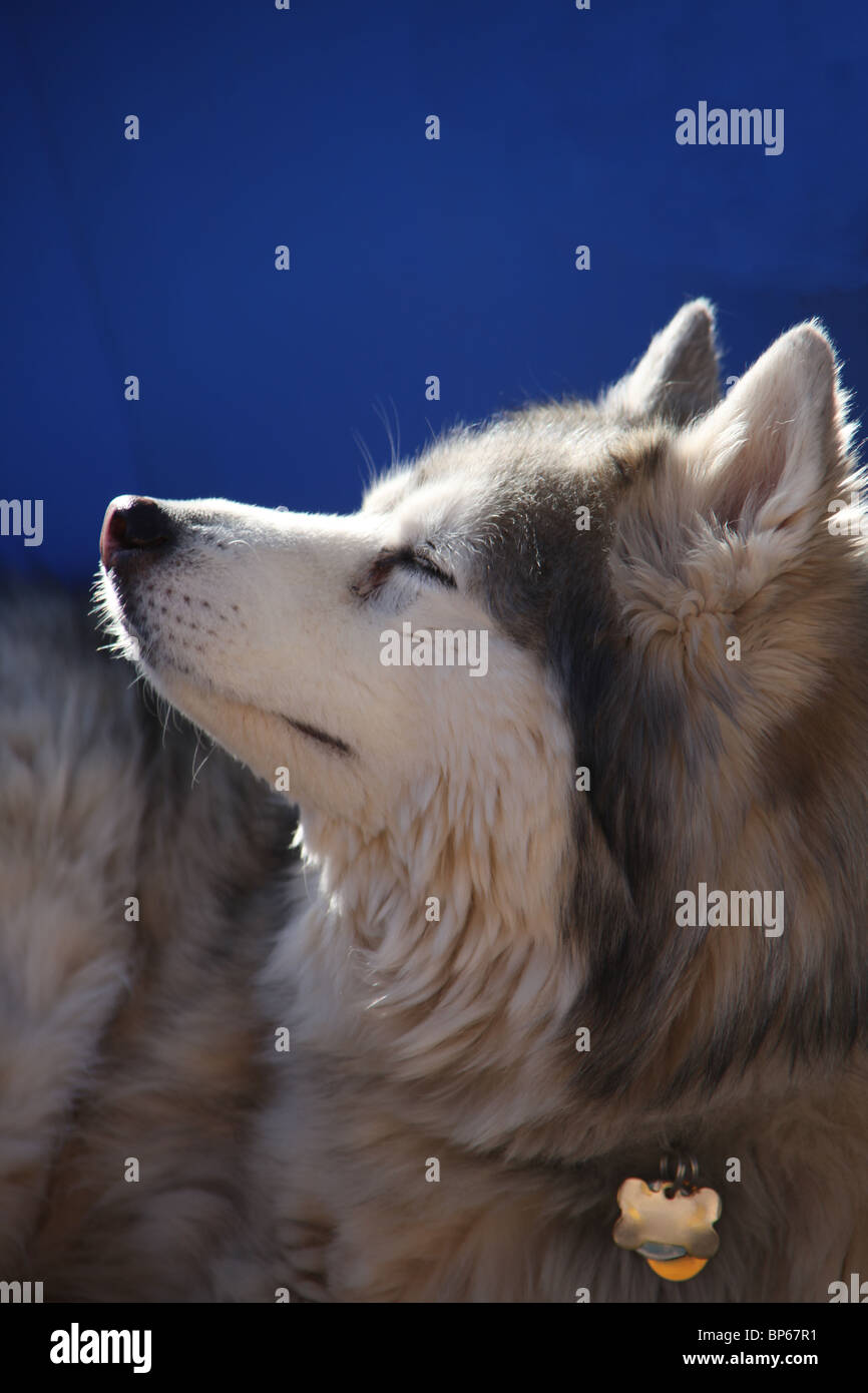 Close-up profile of American crossbred hybrid pet wolf dog in the ...