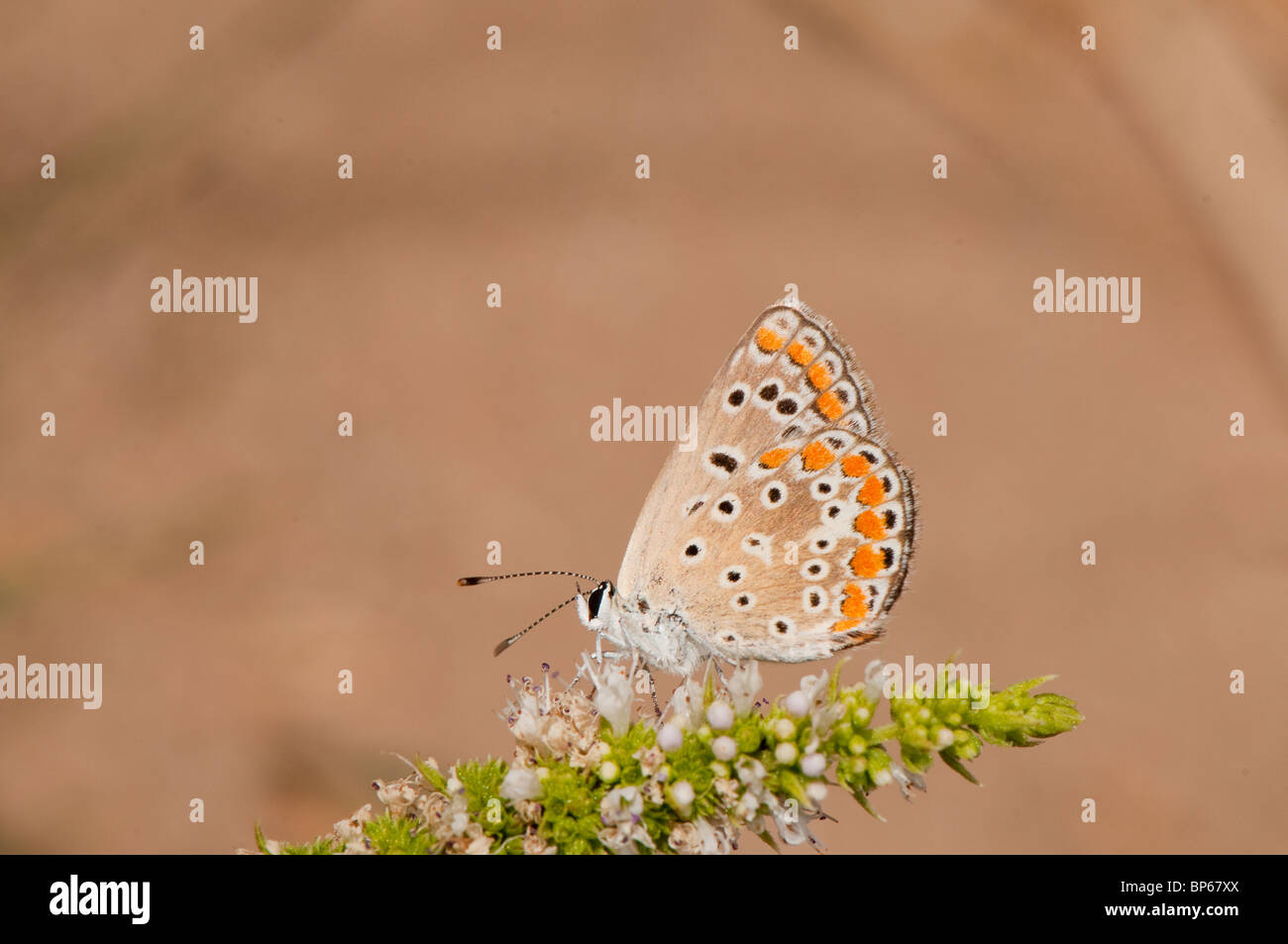 Papillon lycaenidae hi-res stock photography and images - Alamy