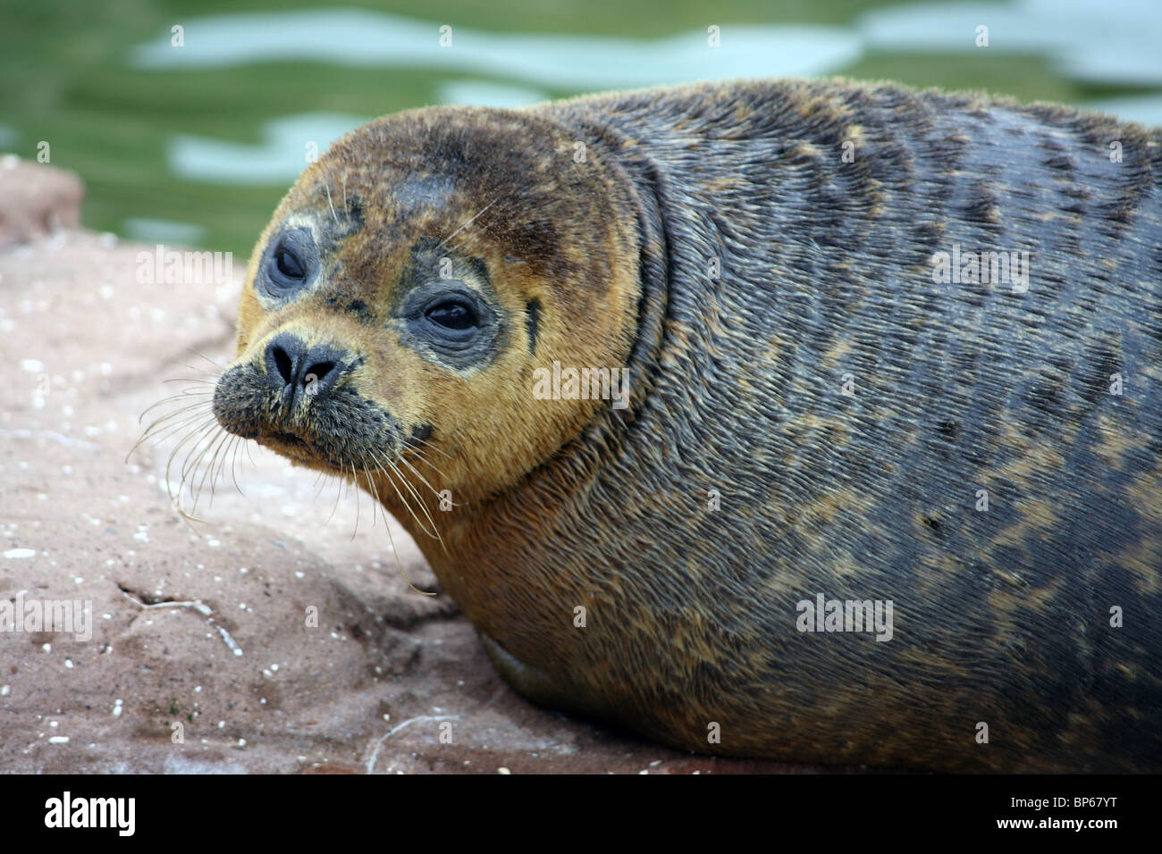 Sad seal hi-res stock photography and images - Alamy