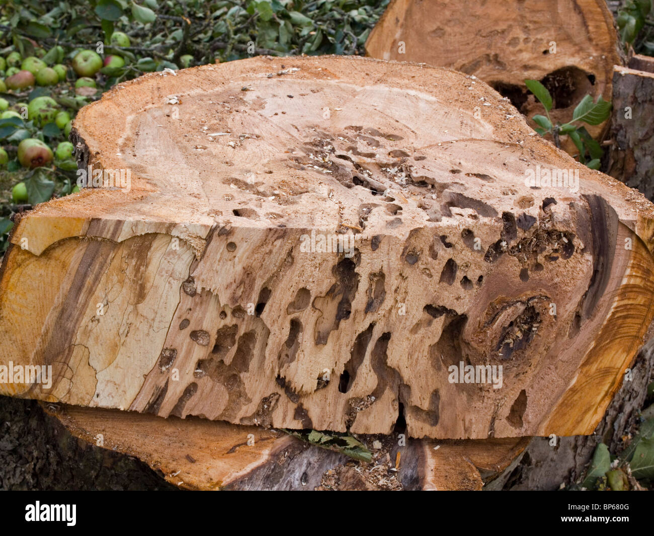Apple Tree Damage High Resolution Stock Photography and Images - Alamy