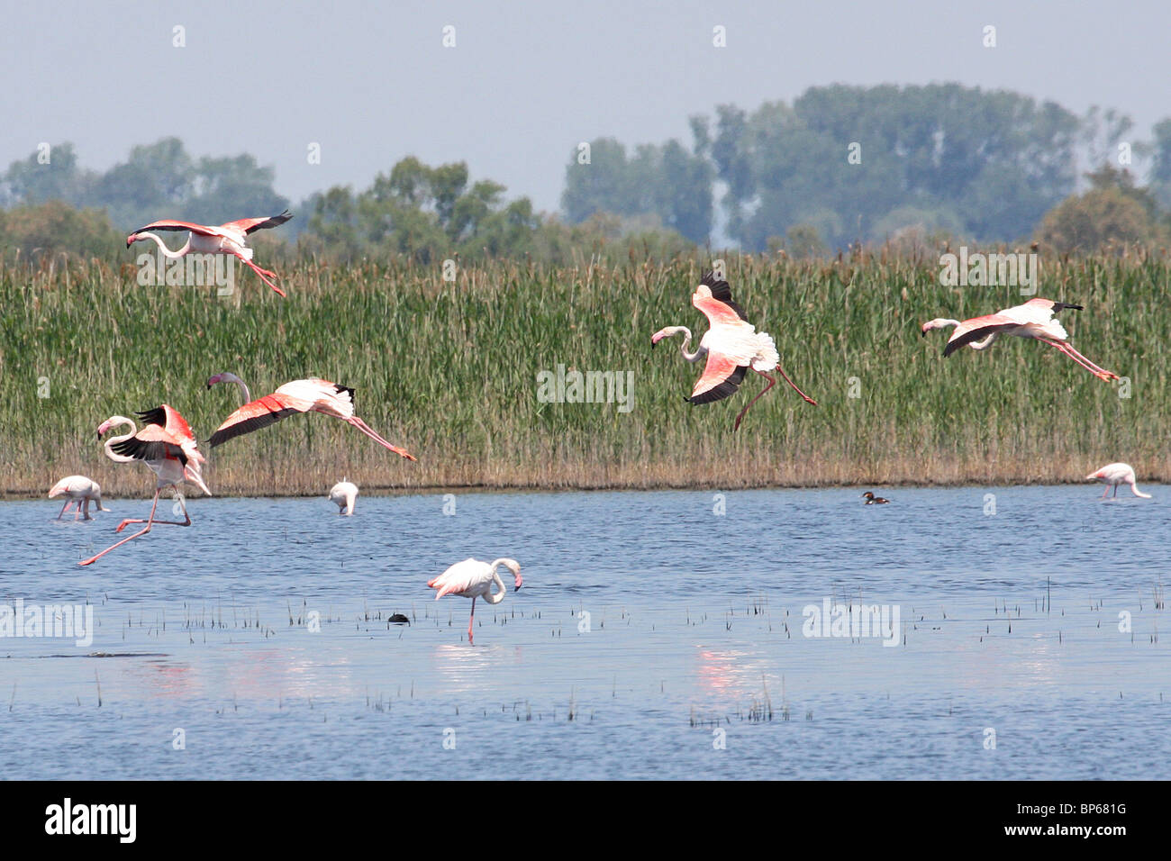 Flamingoes coming into land Stock Photo - Alamy