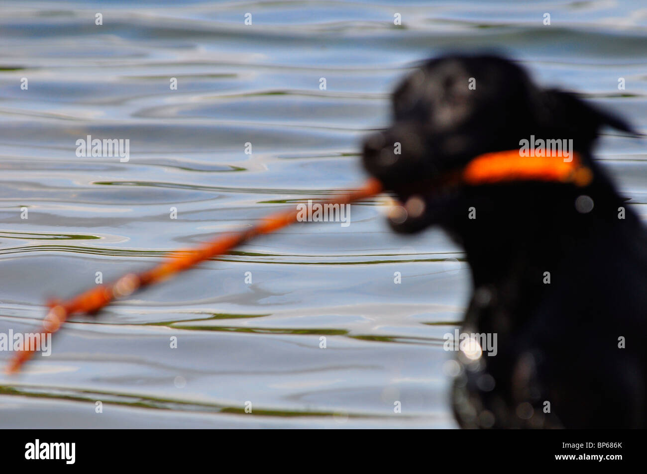 Dog fetching stick hi-res stock photography and images - Alamy