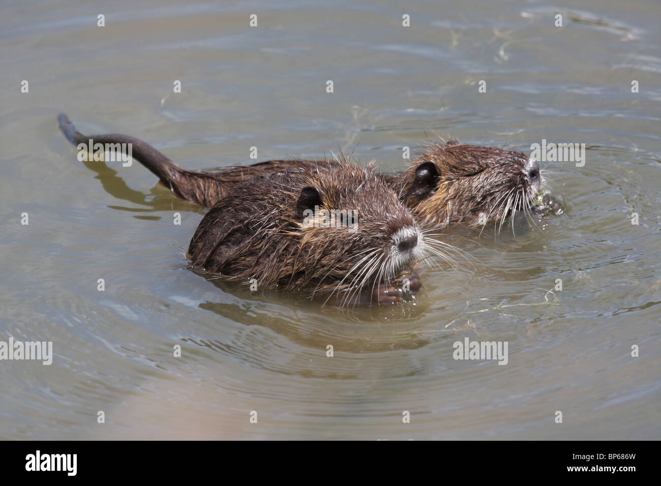 Baby beavers in France Stock Photo - Alamy