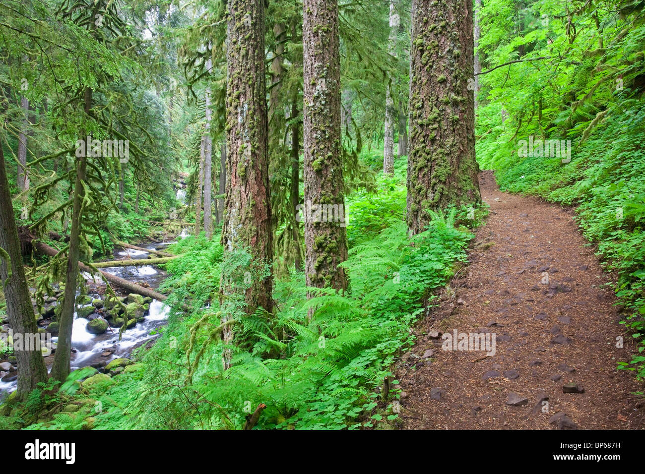 Oregon, United States Of America; A Trail And A Creek In The Lush ...