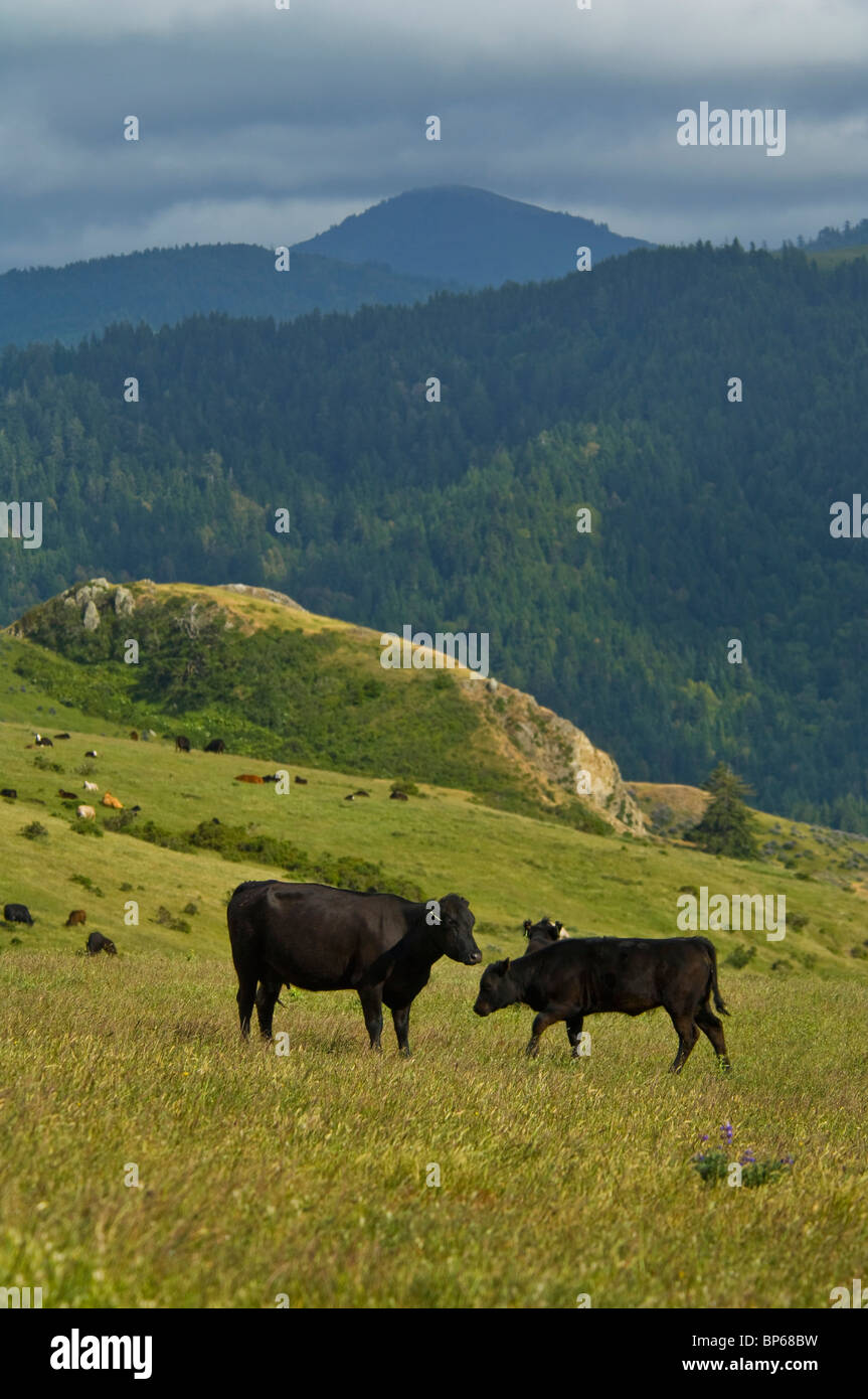 Herd of cows in distance hi-res stock photography and images - Alamy