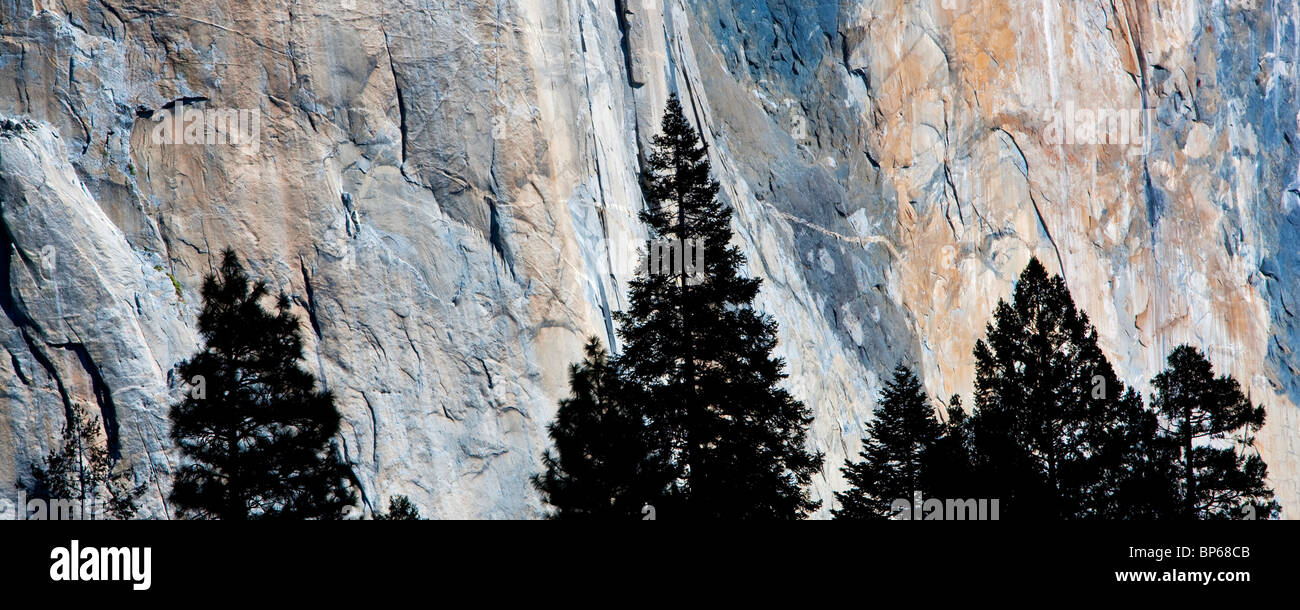 El Capitan with silhouetted trees. Yosemite National Park, California ...