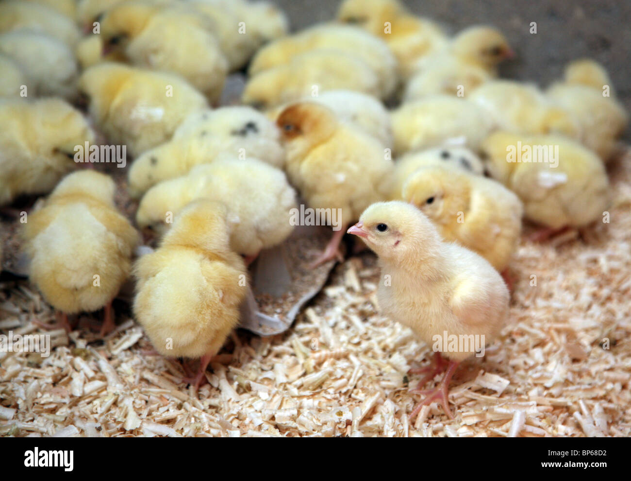 Chicken chicks at a feeding station in a barn Stock Photo - Alamy