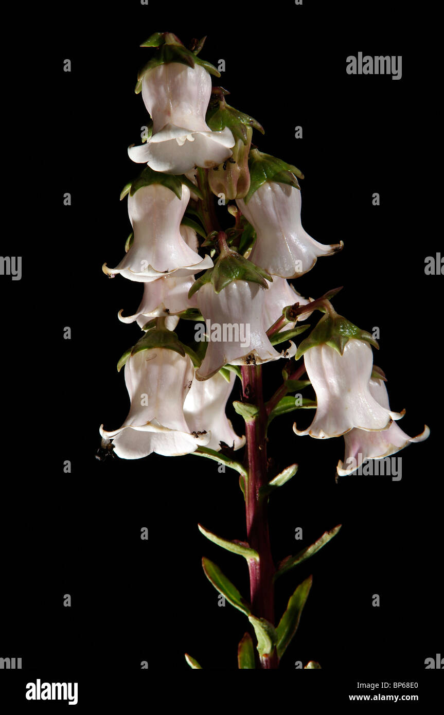 Planta endemica hi-res stock photography and images - Alamy