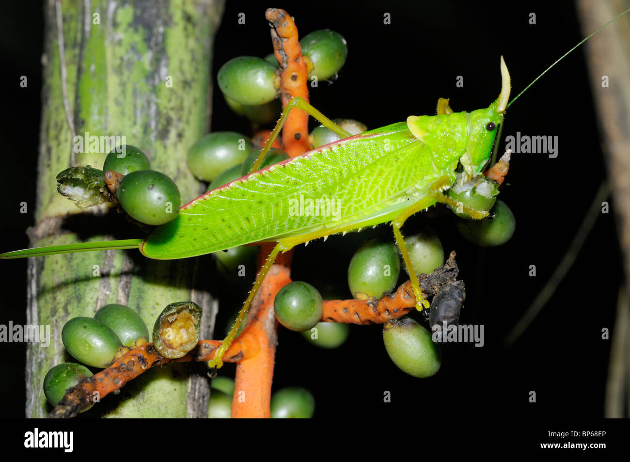Conehead katydid, sub family Copiphorinae, feeding on fruit in lowland ...