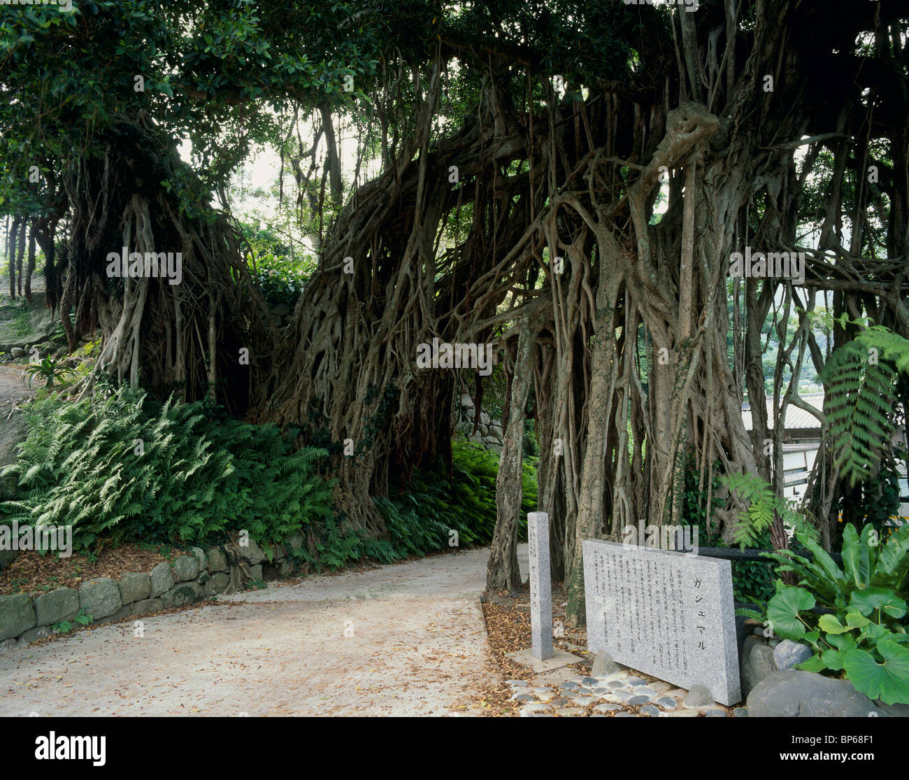 Nakama Banyan Tree, Yakushima, Kagoshima, Japan Stock Photo - Alamy