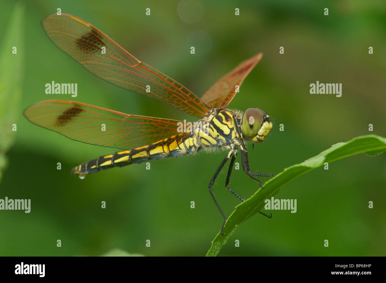 Chinese dragonfly - Deielia phaon - female, perched in a marsh in ...